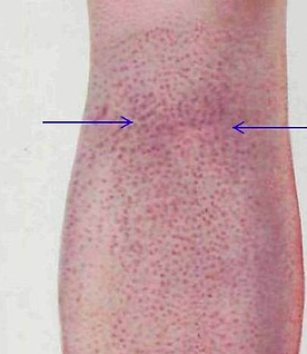 medCampus | Learn medicine in a gamified way